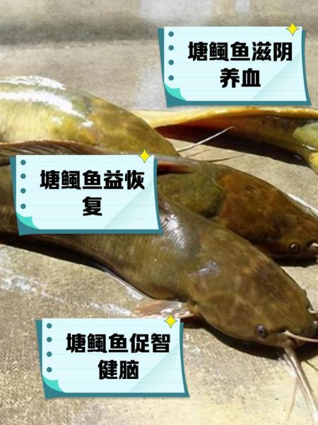 鲶鱼的营养价值及功效_鲶鱼什么人不能吃-第3张图片-山城妙识