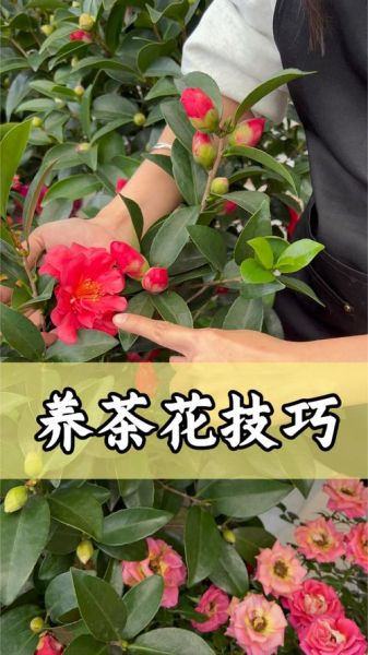 山茶花怎么养_山茶花什么时候开花-第2张图片-山城妙识