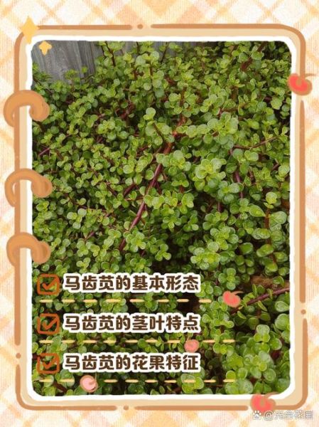马齿苋长什么样_马齿苋的叶子和茎怎么区分-第1张图片-山城妙识