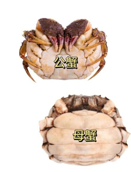 大闸蟹公蟹好还是母蟹好_怎么选-第1张图片-山城妙识