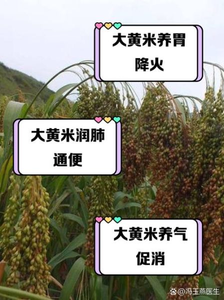 黍米是大黄米吗_黍米与大黄米区别-第1张图片-山城妙识