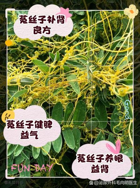 菟丝子泡水可以长期喝吗_长期喝菟丝子水有什么副作用-第2张图片-山城妙识