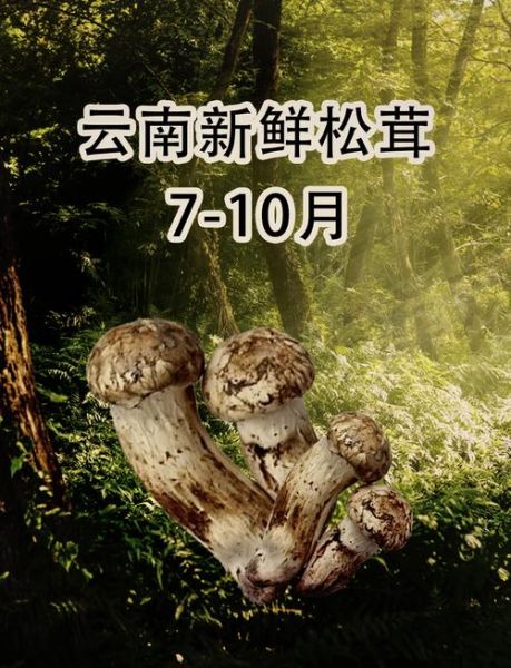 野生松茸怎么吃_松茸最鲜吃法大全-第2张图片-山城妙识