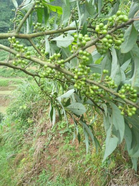 野生山胡椒树长什么样_如何辨认野生山胡椒树-第1张图片-山城妙识