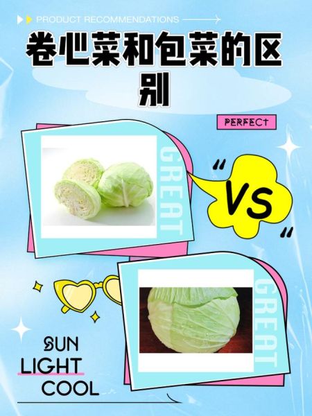 卷心菜是什么意思_卷心菜和包菜的区别-第1张图片-山城妙识