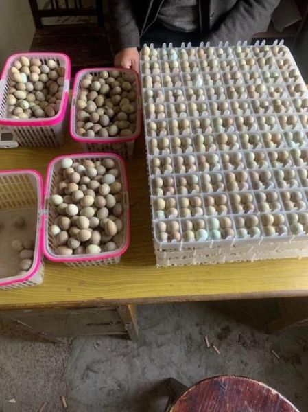 芦丁鸡蛋多少钱一斤_芦丁鸡蛋价格影响因素-第3张图片-山城妙识 芦丁鸡蛋多少钱一斤_芦丁鸡蛋价格影响因素-第3张图片-山城妙识