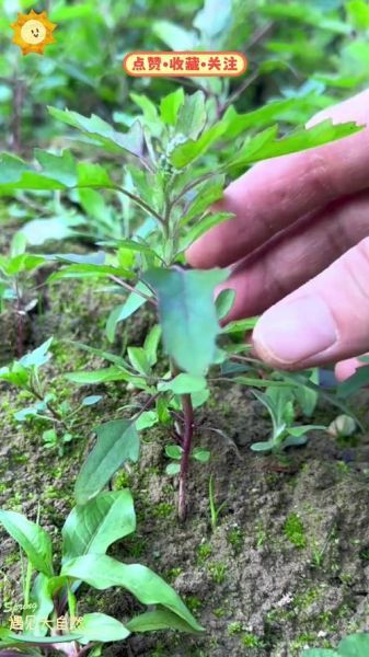 灰菜长什么样_灰菜可以吃吗-第1张图片-山城妙识