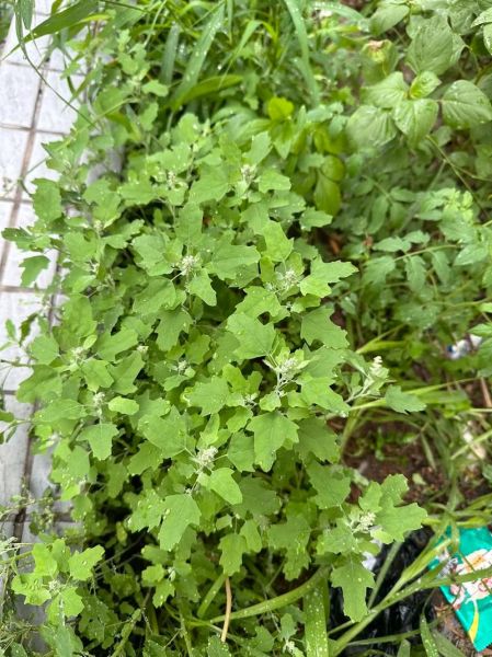 灰菜长什么样_灰菜可以吃吗-第3张图片-山城妙识