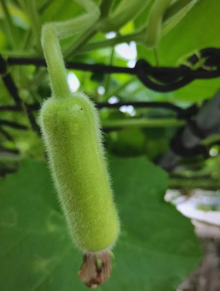 蒲瓜要削皮吗_蒲瓜皮可以吃吗-第3张图片-山城妙识