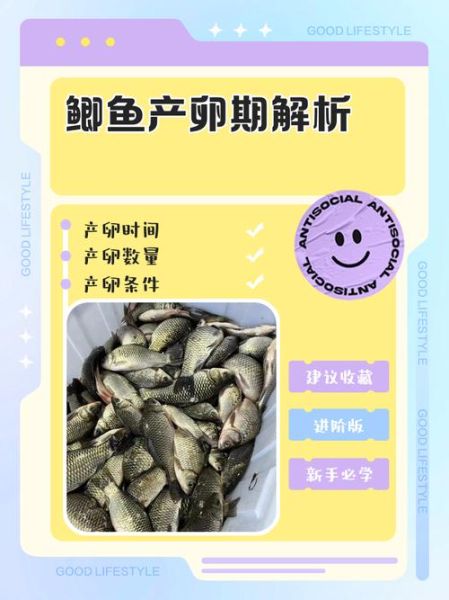 鱼卵的营养价值_孕妇能吃吗-第2张图片-山城妙识