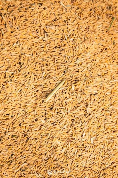 稻谷图片怎么拍_稻谷图片高清拍摄技巧-第3张图片-山城妙识