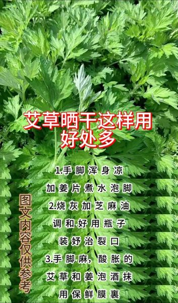 艾草的功效与作用有哪些_艾草的使用方法大全-第3张图片-山城妙识