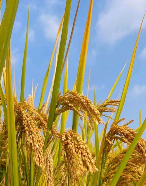 稻谷图片怎么拍_稻谷图片高清拍摄技巧-第1张图片-山城妙识