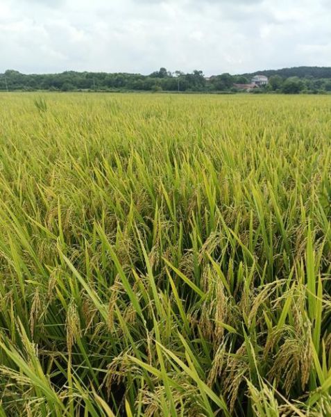 稻谷图片怎么拍_稻谷图片高清拍摄技巧-第2张图片-山城妙识