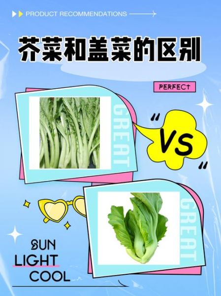 盖菜长什么样子_盖菜和芥菜的区别-第1张图片-山城妙识
