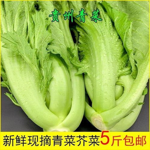 盖菜长什么样子_盖菜和芥菜的区别-第3张图片-山城妙识