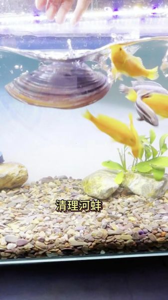 河蚌怎么清洗才干净_河蚌内脏清理步骤-第2张图片-山城妙识 河蚌怎么清洗才干净_河蚌内脏清理步骤-第2张图片-山城妙识