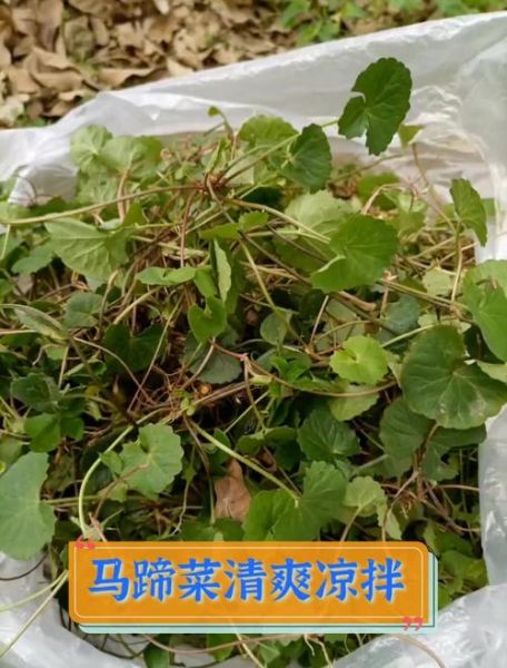 马蹄菜又叫什么名字_马蹄菜的功效与作用-第2张图片-山城妙识