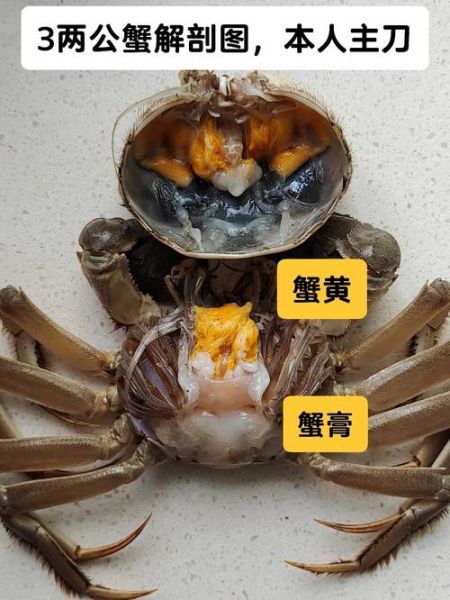 螃蟹内脏图解高清_哪些部位不能吃-第1张图片-山城妙识 螃蟹内脏图解高清_哪些部位不能吃-第1张图片-山城妙识