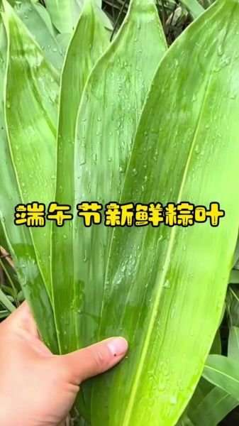 四川包粽子的叶子叫什么_粽叶种类与挑选技巧-第3张图片-山城妙识 四川包粽子的叶子叫什么_粽叶种类与挑选技巧-第3张图片-山城妙识