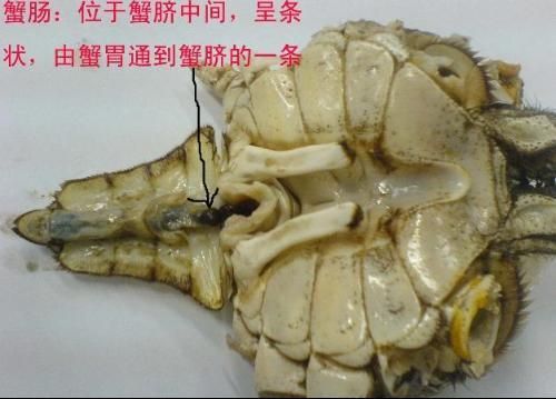 螃蟹内脏图解高清_哪些部位不能吃-第3张图片-山城妙识 螃蟹内脏图解高清_哪些部位不能吃-第3张图片-山城妙识