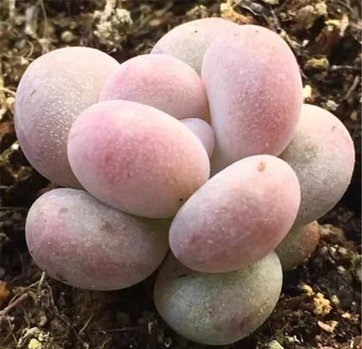 橙雪球和汤圆的区别_橙雪球是汤圆吗-第1张图片-山城妙识