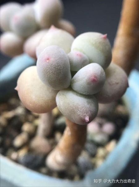 橙雪球和汤圆的区别_橙雪球是汤圆吗-第3张图片-山城妙识