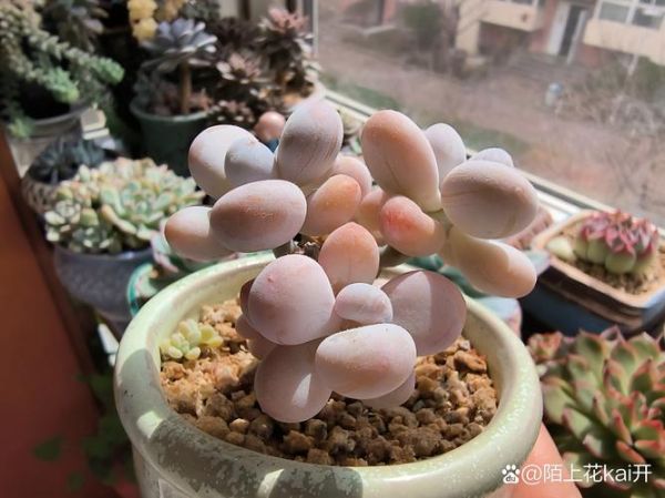 橙雪球和汤圆的区别_橙雪球是汤圆吗-第2张图片-山城妙识