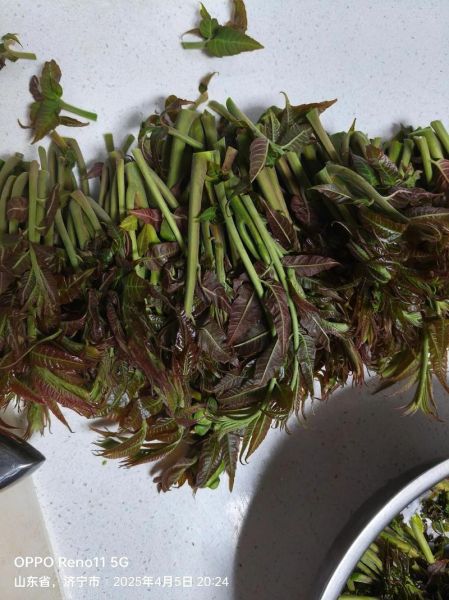 怎样腌香椿芽_香椿芽腌制多久能吃-第1张图片-山城妙识 怎样腌香椿芽_香椿芽腌制多久能吃-第1张图片-山城妙识