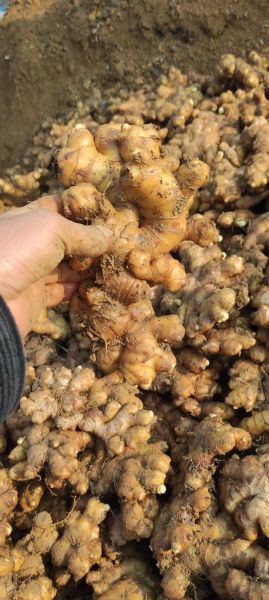 生姜价格周期多久_生姜什么时候最便宜-第3张图片-山城妙识