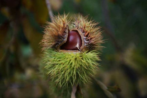 栗子树图片怎么拍_栗子树图片高清素材哪里找-第2张图片-山城妙识