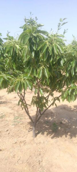 栗子树图片怎么拍_栗子树图片高清素材哪里找-第1张图片-山城妙识