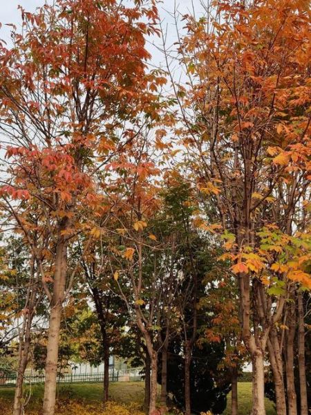 栗子树图片怎么拍_栗子树图片高清素材哪里找-第3张图片-山城妙识