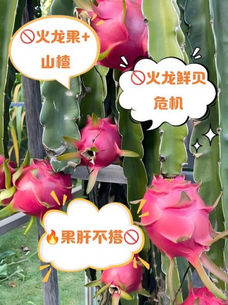 火龙果不能和什么一起吃_火龙果相克食物有哪些-第1张图片-山城妙识