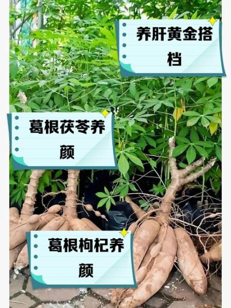 葛根泡水可以天天喝吗_长期饮用副作用-第1张图片-山城妙识