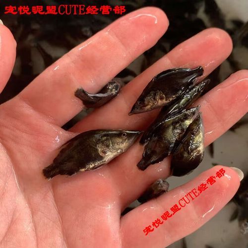 鳜鱼苗怎么养_鳜鱼苗养殖注意事项-第2张图片-山城妙识