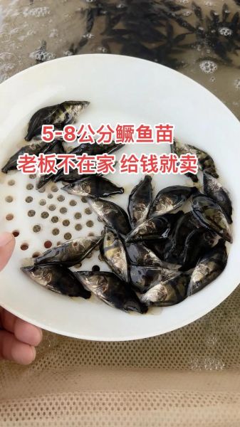 鳜鱼苗怎么养_鳜鱼苗养殖注意事项-第1张图片-山城妙识