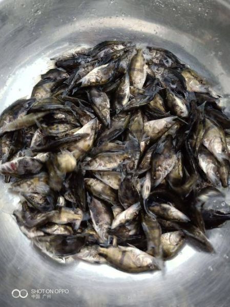 鳜鱼苗怎么养_鳜鱼苗养殖注意事项-第3张图片-山城妙识