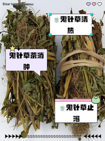 鬼针草降血压多久见效_鬼针草降血压的正确吃法-第2张图片-山城妙识