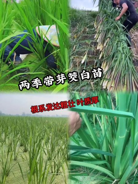 茭白生长图片大全_茭白怎么种植-第1张图片-山城妙识