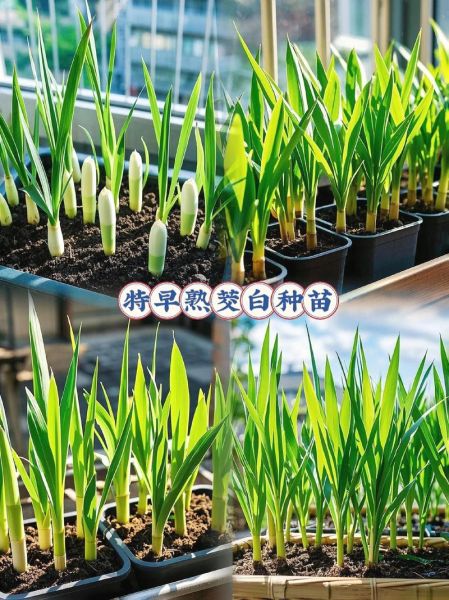 茭白生长图片大全_茭白怎么种植-第3张图片-山城妙识