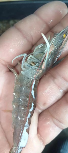 河虾怎么养才不会死_抓回来的河虾怎么养活-第2张图片-山城妙识 河虾怎么养才不会死_抓回来的河虾怎么养活-第2张图片-山城妙识