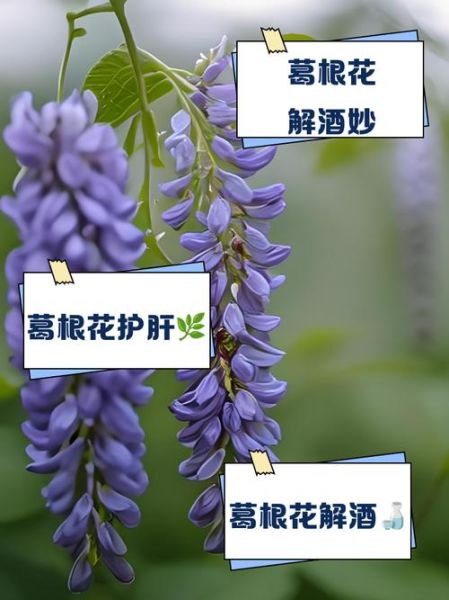 葛根花的副作用_葛根花泡水喝的禁忌-第2张图片-山城妙识