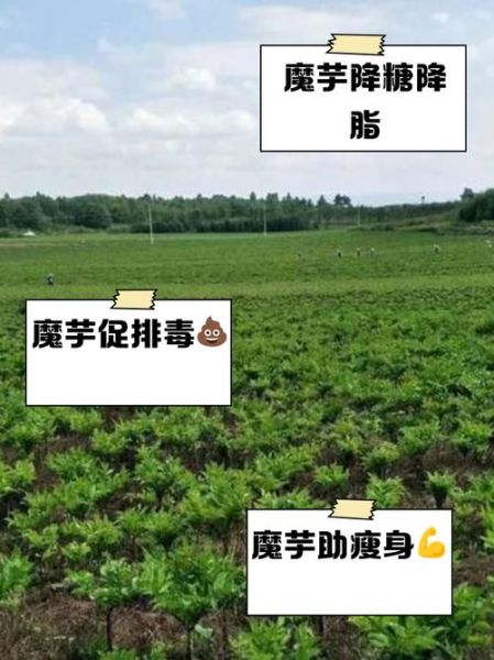 吃魔芋的禁忌_哪些人不能吃魔芋-第2张图片-山城妙识