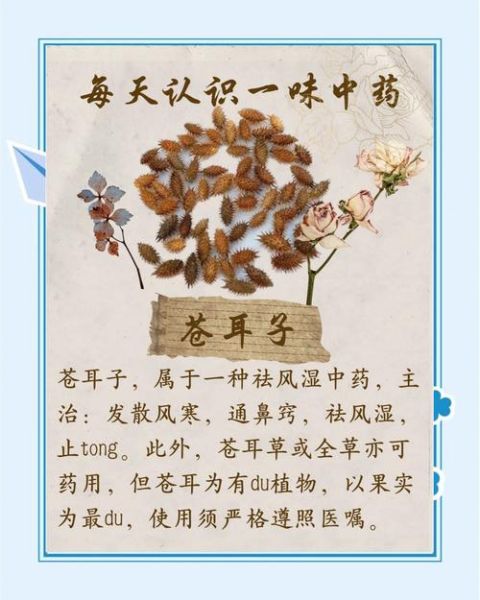 苍耳子能治鼻炎吗_苍耳子副作用有哪些-第2张图片-山城妙识