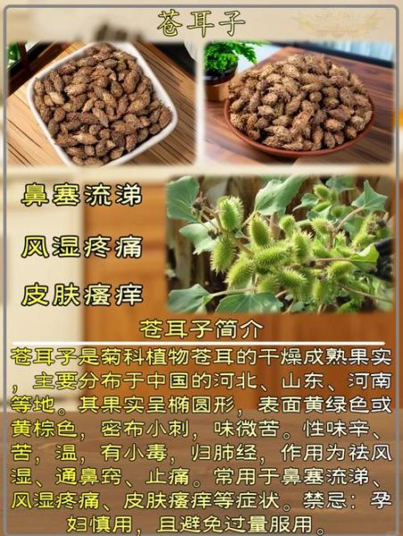 苍耳子能治鼻炎吗_苍耳子副作用有哪些-第1张图片-山城妙识