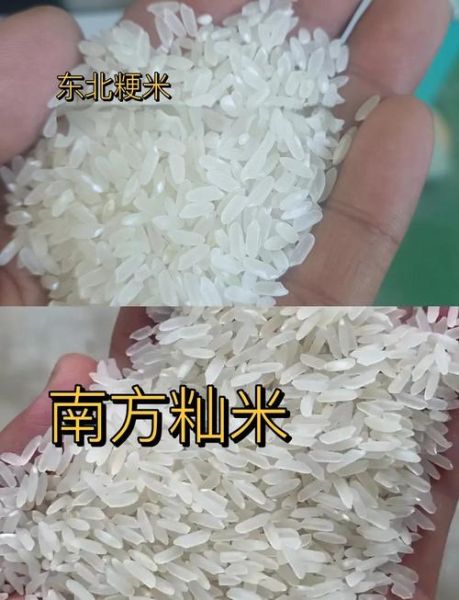 籼稻和粳稻的区别_籼稻和粳稻哪个好吃-第3张图片-山城妙识 籼稻和粳稻的区别_籼稻和粳稻哪个好吃-第3张图片-山城妙识