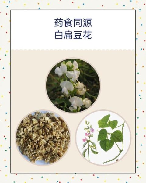 白扁豆花副作用有哪些_白扁豆花吃了会中毒吗-第2张图片-山城妙识