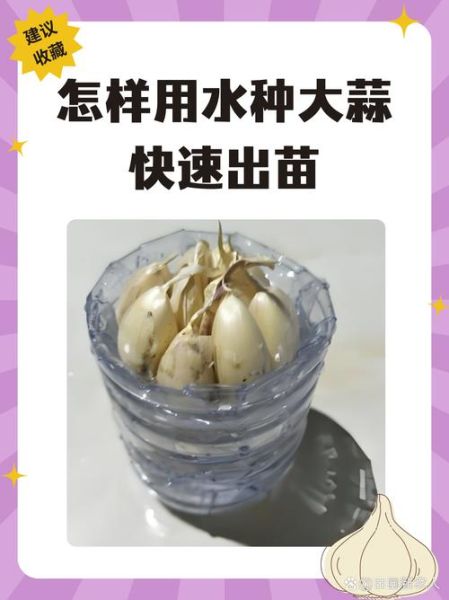 水种蒜苗怎么种_水培蒜苗几天能收割-第2张图片-山城妙识