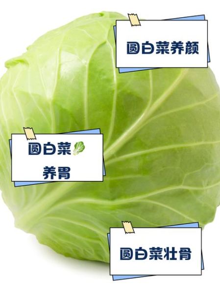 圆白菜的功效与作用是什么_吃圆白菜能减肥吗-第1张图片-山城妙识